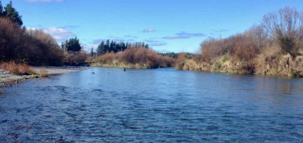 Reed Pool – Tongariro River Motel